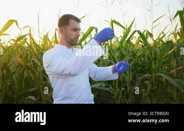 Young male agronomist or scientist in a white coat and blue gloves ...