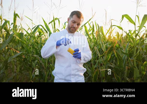 Collecting corn samples Stock Videos & Footage - HD and 4K Video Clips ...