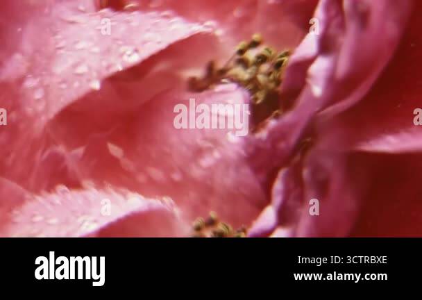 Liquid petals. Bloom flower. Defocused red pink color rose water ...