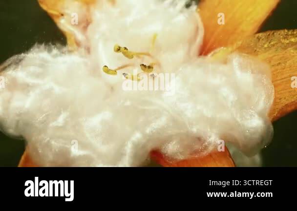 Shiny plant. Sparkling smoke. Defocused orange white color lily flower ...