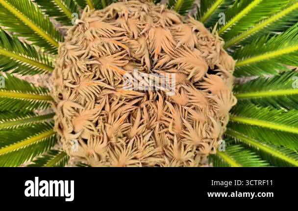Cycad leaf structure Stock Videos & Footage - HD and 4K Video Clips - Alamy