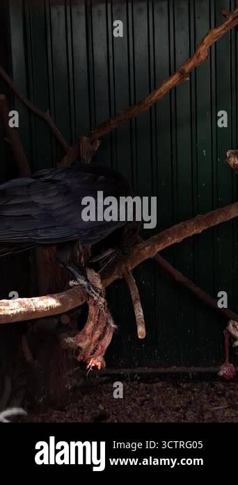 Black Raven Perched on a Rough Branch And Eating the Meat Stock Video ...