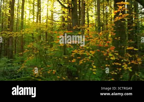 Moving through the lush green forest at sunset. Stunning Canadian ...