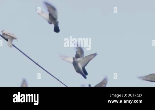 Pigeons taking off from power Stock Videos & Footage - HD and 4K Video ...