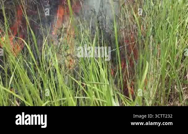 The fire is not burning in the forest Stock Video Footage - Alamy