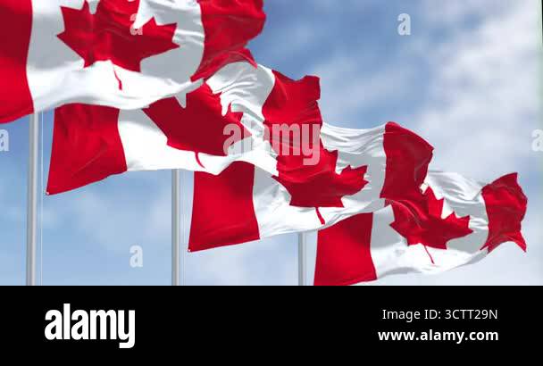 Multiple red and white Canadian national flags with prominent maple ...