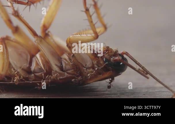 Extreme close-up of ants feeding on the head of a dead cockroach on ...