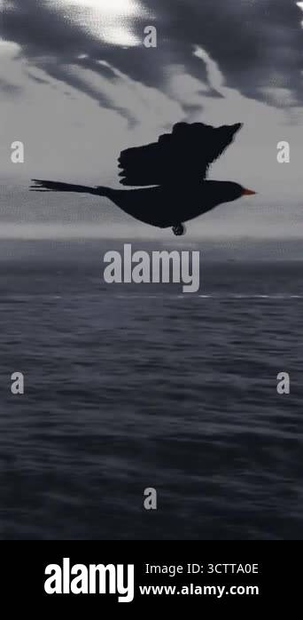 Bird profile shot Stock Videos & Footage - HD and 4K Video Clips - Alamy