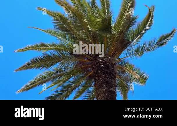Low-angle shot of a palm tree trunk and green leaves waving in the wind ...