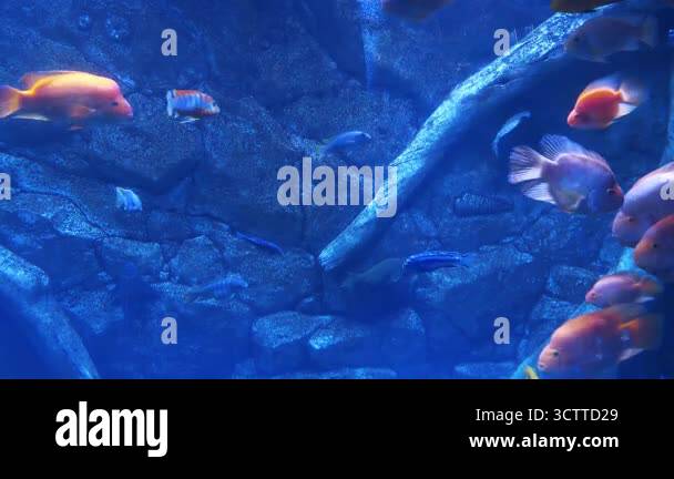 Beautiful fishes swim in big aquarium. View through glass of aquarium ...