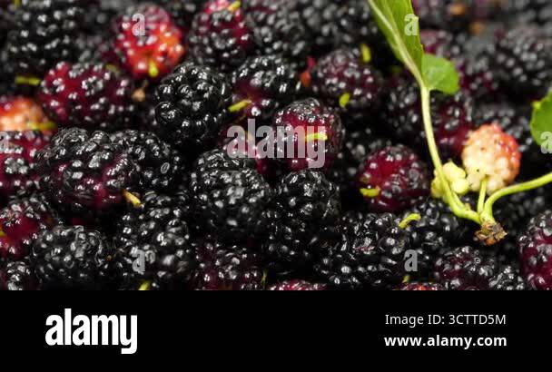 Mulberry berries. Mulberry - fruit tree whose fruits have many ...