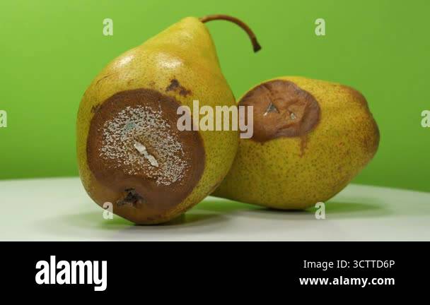 Pears covered with mold. Overripe and rotten pears. Rotten pears ...
