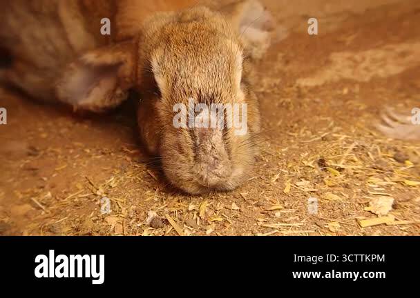 Close-up a rabbit suffering from mange, showing mites damage on nose ...