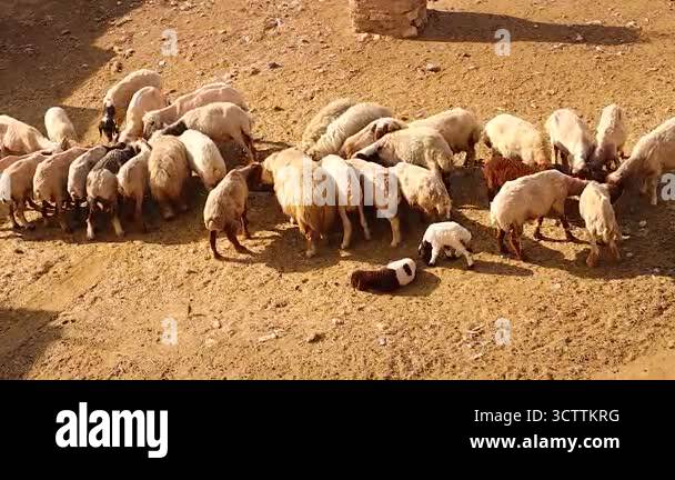 Sheep eating from feeding troughs in a rural enclosure, Aleppo ...