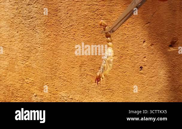 Close-up of a Palestine Yellow Scorpion, also known as Deathstalker ...