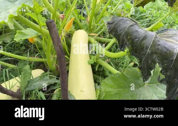 A vibrant vegetable garden shows healthy squash plants thriving under ...