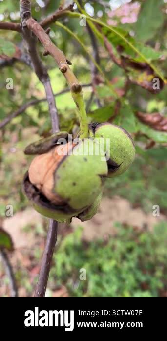 Raw walnuts tree , fruit orchard, shelled walnut among green leaves ...