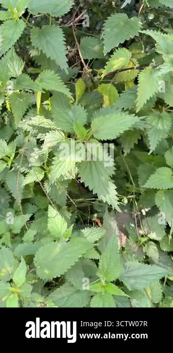 Green stinging nettles growing near forest path, thriving within lush ...