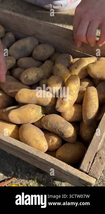 Farmer hands sort potatoes after harvest. Agriculture requires effort ...
