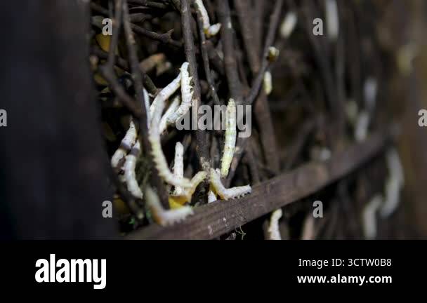 Cinematic video of silkworms hatching, feeding on mulberry leaves ...