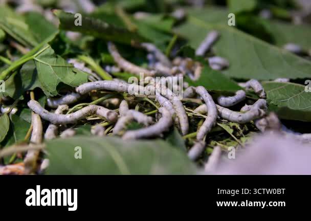 Cinematic video of silkworms hatching, feeding on mulberry leaves ...