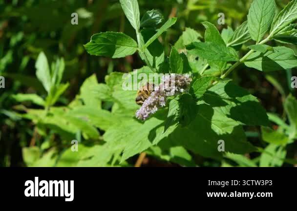 Wild alpine bee pollinating plants Stock Videos & Footage - HD and 4K ...