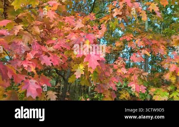 Beautiful orange-red leaves of the swamp oak sway on the trees. Blue ...