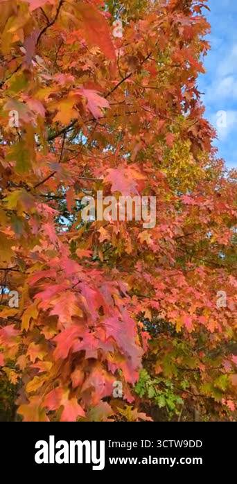 Beautiful orange-red leaves of the swamp oak sway on the trees. Blue ...