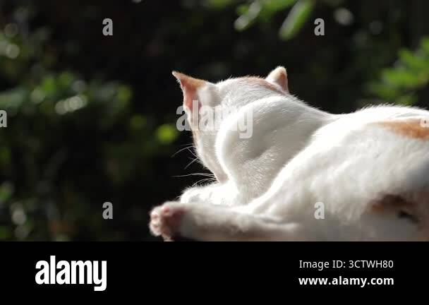A beautiful cat is relaxing in the warm sun, backlit by the golden hour ...