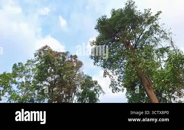 Windy Forest Trees against Blue Sky, Scenic Outdoor Travel and ...