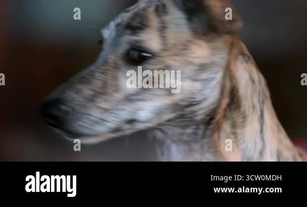 Close-up of brindle-coated dog with expressive eyes looking attentively ...