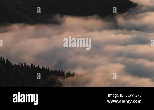 Time-lapse of morning fog flowing through a serene forest. Mist and ...