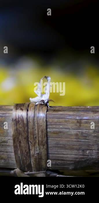 White silkworm caterpillars crawling and feeding on fresh green ...