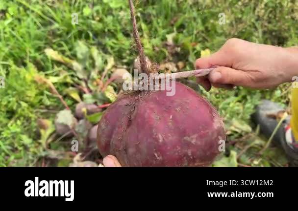 A man agronomist holding a root vegetable of beet. High quality 4k ...