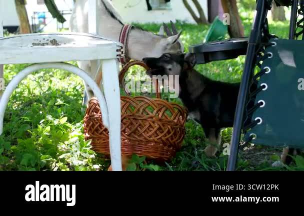 Cute dog tries to pull basket handle with teeth while curious goat ...