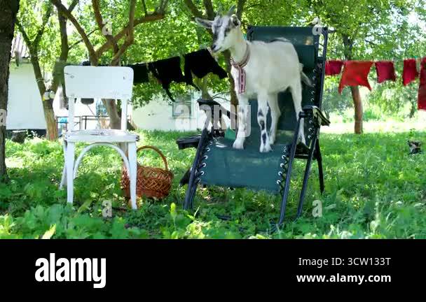 Playful goat climbs on folding chair in rustic garden with trees and ...