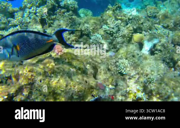 Underwater seascape on the coral reef in the Red Sea at Seven Pools ...
