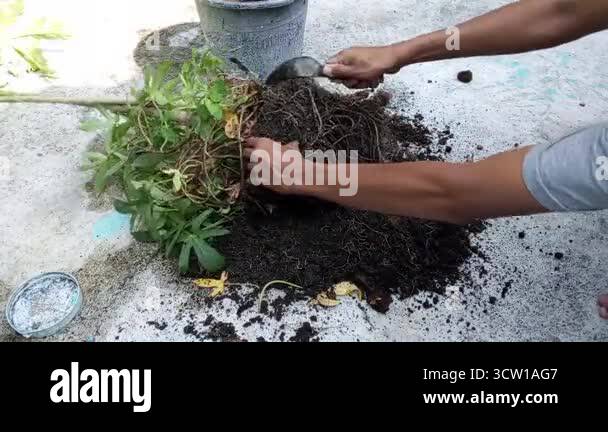 Planting tree ground Stock Videos & Footage - HD and 4K Video Clips - Alamy