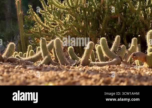 The strong natural pattern of a desert plant showing resilience and ...