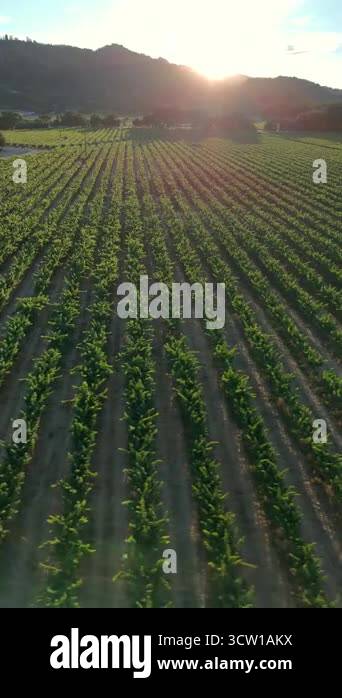 Drone shot captures vineyard rows glowing under evening sun. Green ...