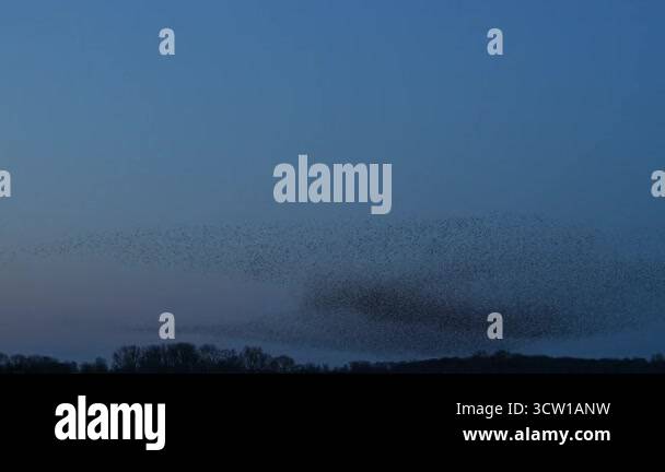 Starling murmuration when thousands of birds engage in synchronized ...