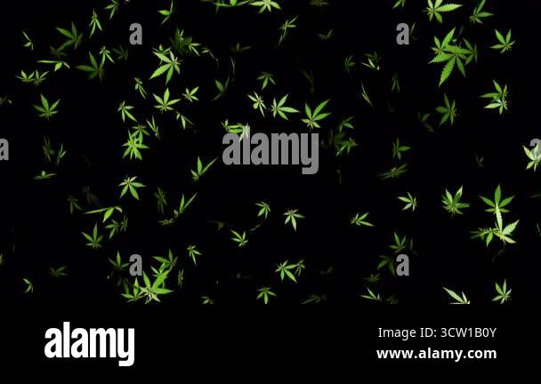 Plant background with falling marijuana leaves. Abstract Cannabis ...