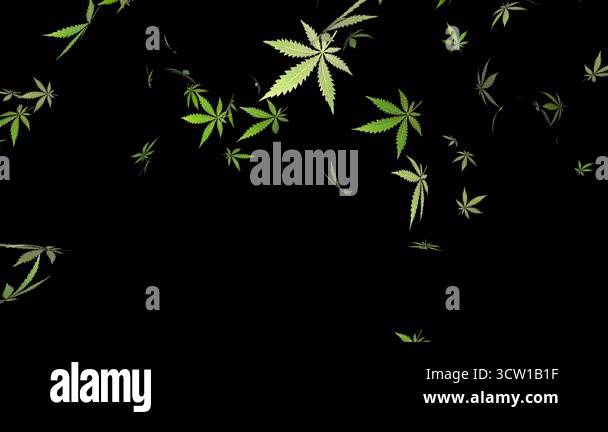 Plant background with falling marijuana leaves. Abstract Cannabis ...