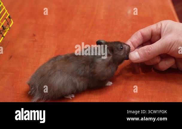 Close-up of a black hamster nibbling on a berry from a human hand on a ...