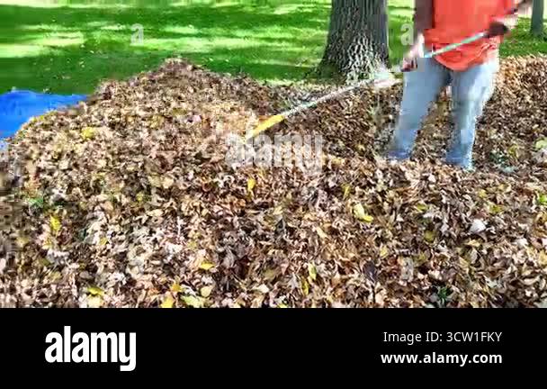 Person in boots and sweatpants raking a pile of dry autumn leaves on green grass near a tree ...