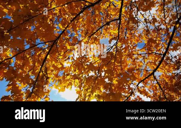 Bright orange maple leaves on tree branches gently swaying in wind with ...