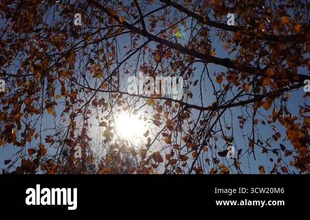 Low view to branches of birch gently swaying in wind with sunlight at background. Lush autumn ...