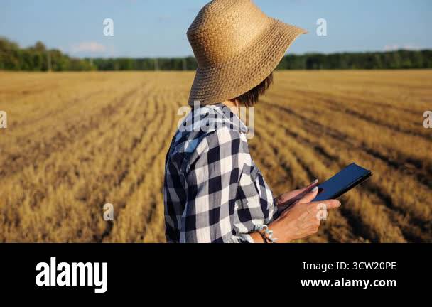 Female farmer uses digital tablet while going through wheat meadow ...