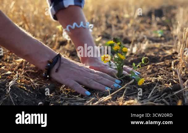 Female hands of farmer planting beautiful yellow flower in the ground ...