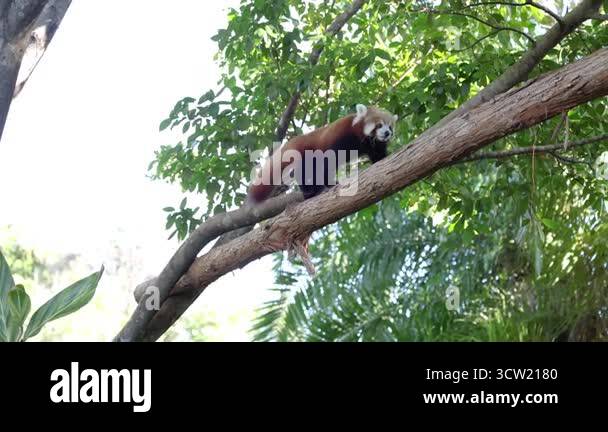 Red panda navigating branches at Australia Zoo Stock Video Footage - Alamy